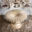 Discover Elegance: Italian Reproduction Rococo Dining Table